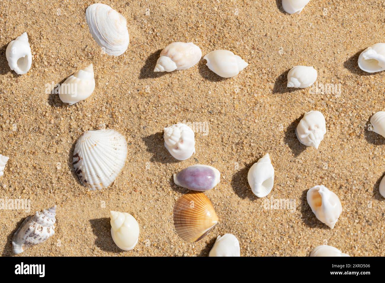 Sea background with shells on a sandy beach on summer day. Seashells on ...
