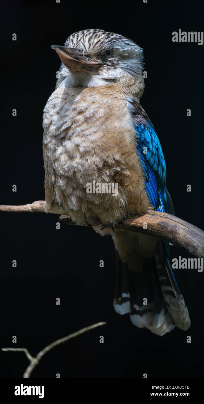 Kookaburra profile view hi-res stock photography and images - Alamy