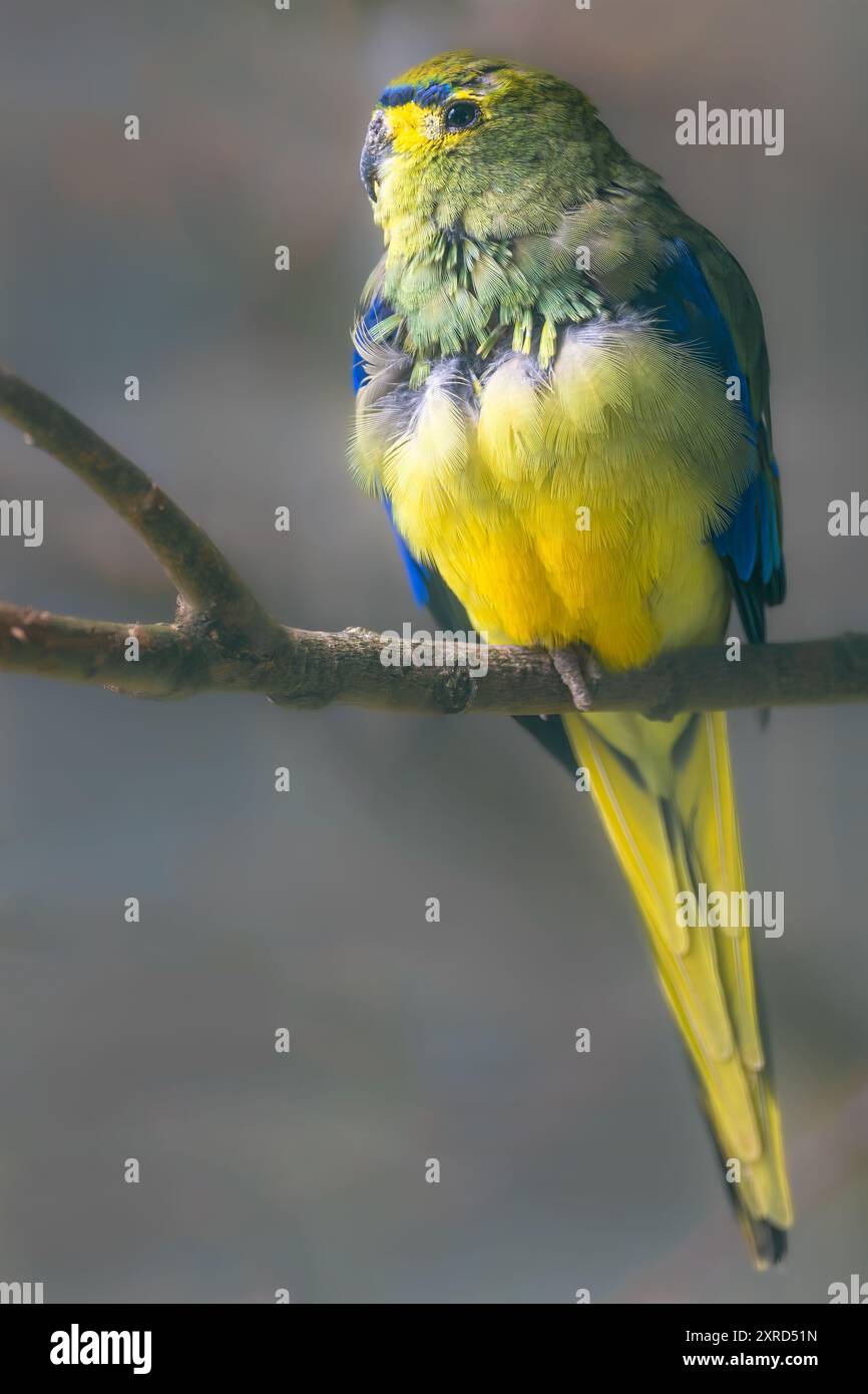 Neophema hi-res stock photography and images - Alamy