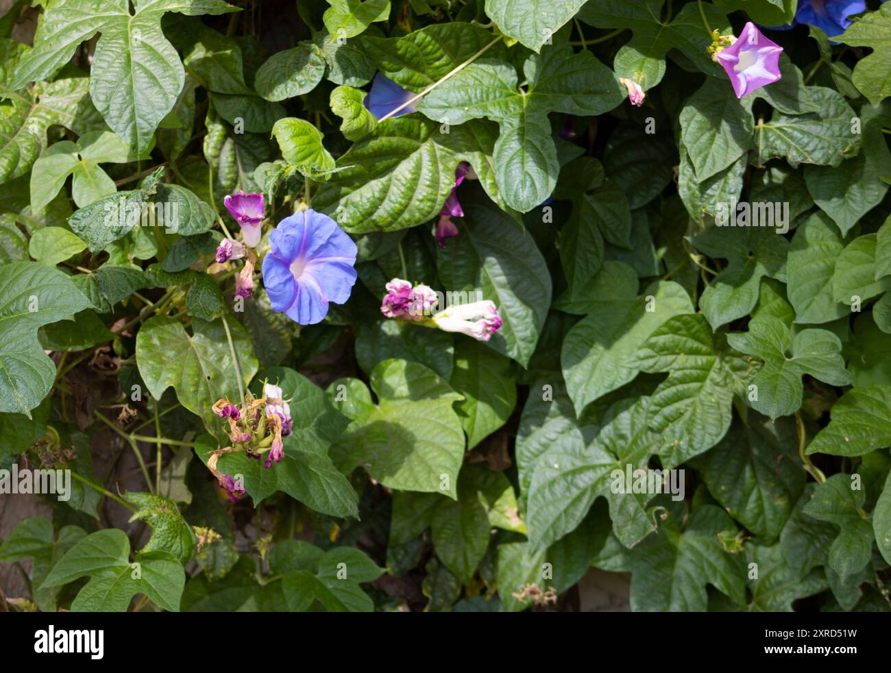 purple blue morning glory flower blooms Stock Photo - Alamy