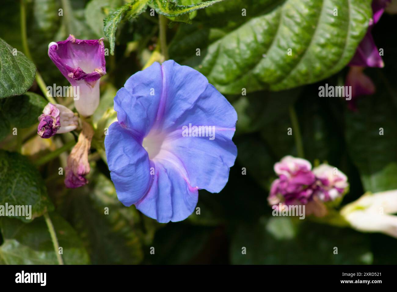 purple blue morning glory flower blooms Stock Photo - Alamy