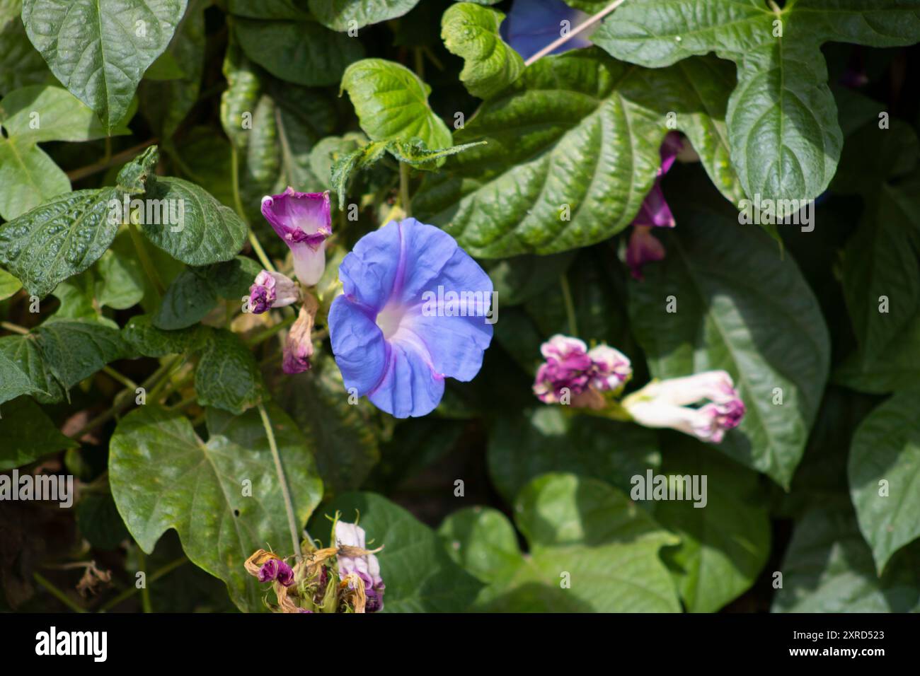 purple blue morning glory flower blooms Stock Photo - Alamy
