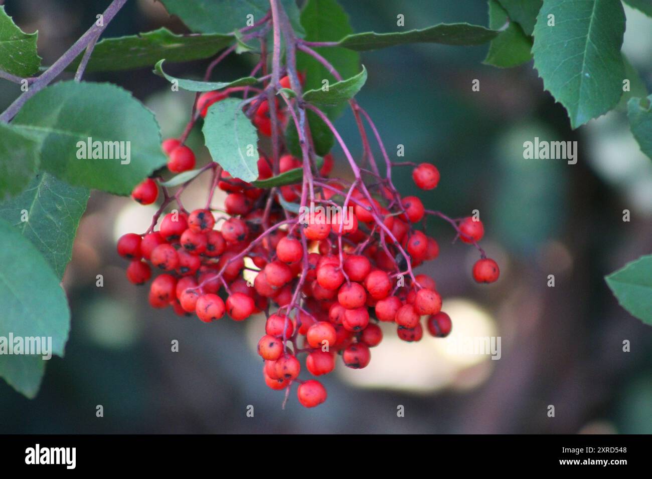 red berry clusters in green foliage Stock Photo - Alamy