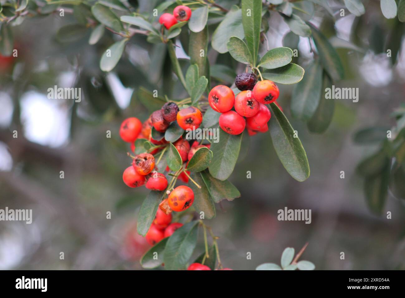 red berry clusters in green foliage Stock Photo - Alamy