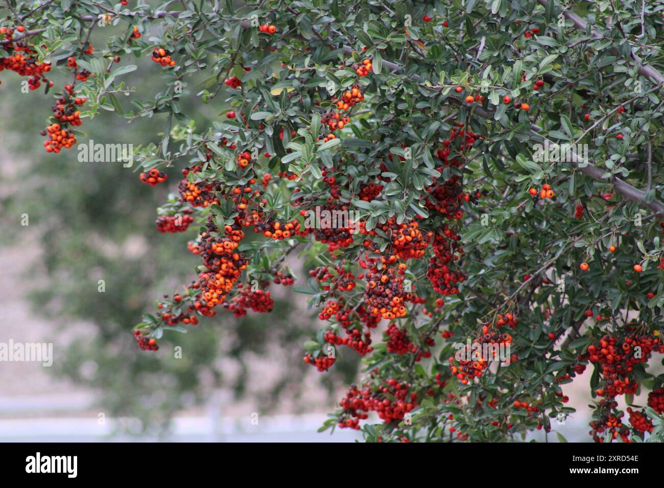 Vibrant clusters of fruit hi-res stock photography and images - Alamy