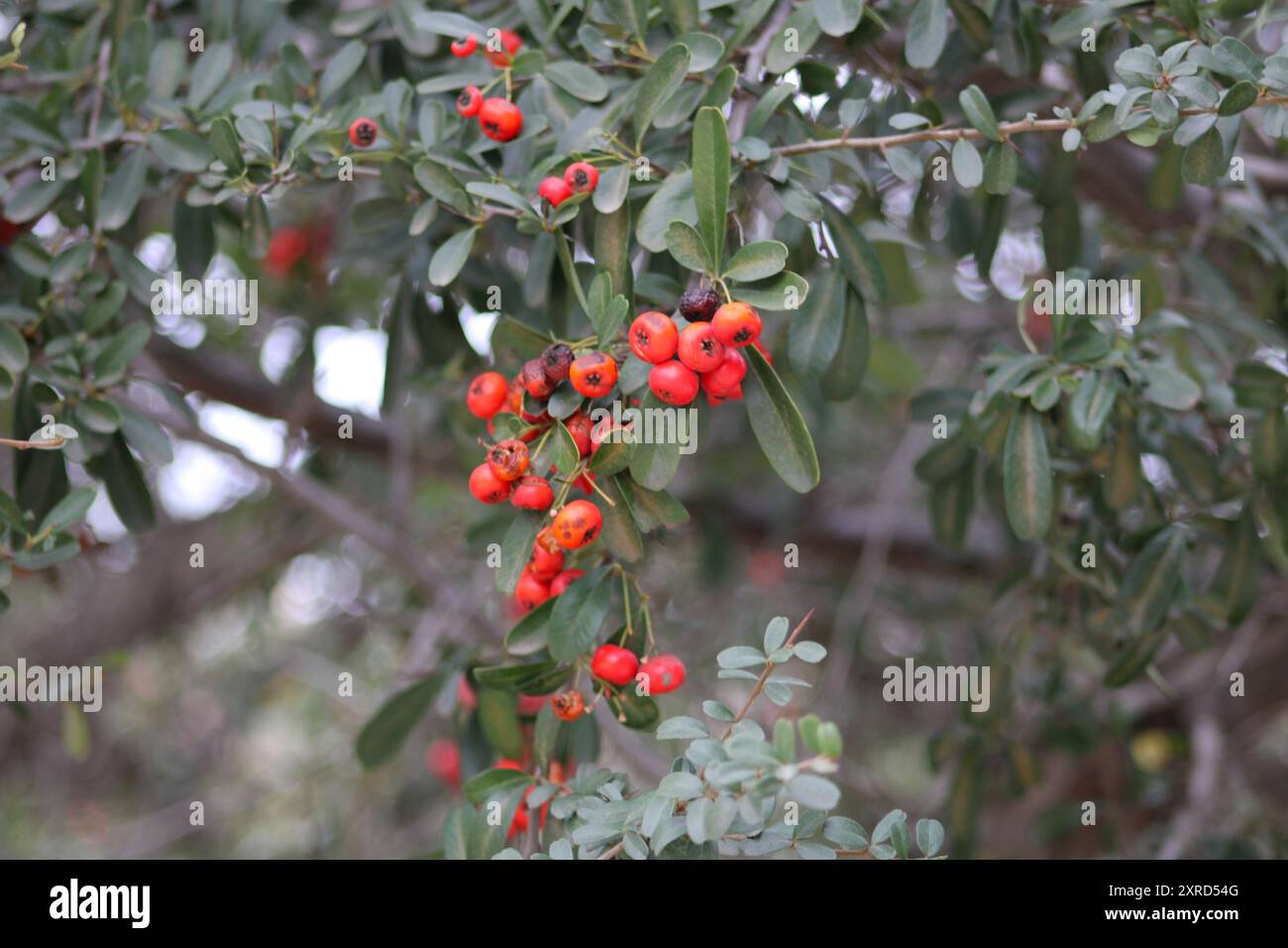 Clusters growth hi-res stock photography and images - Alamy