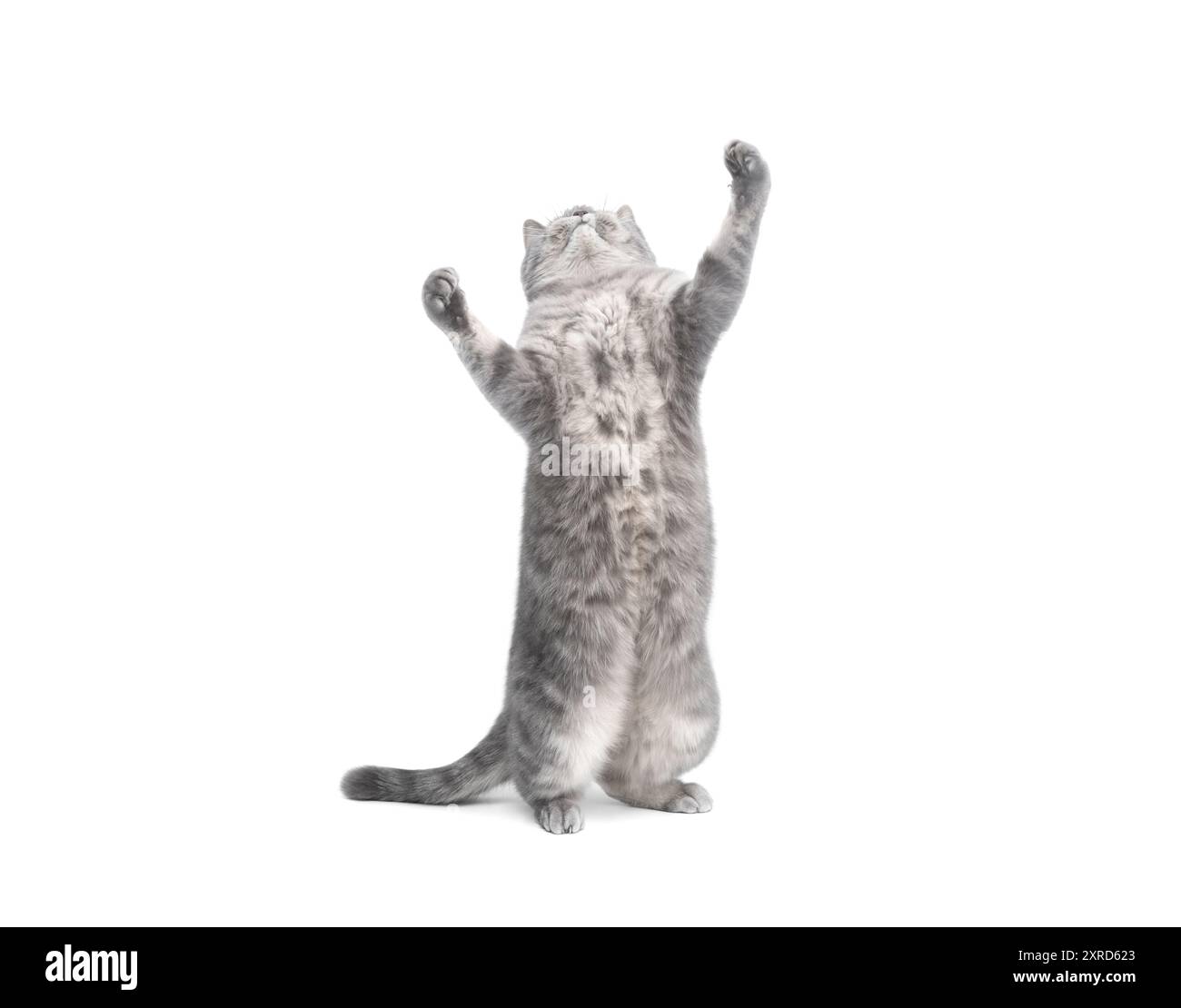 Scottish straight cat stands on its hind legs isolated on a white ...