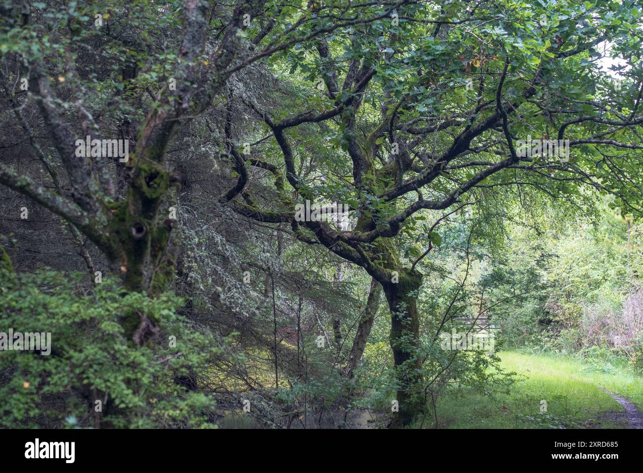 Scandinavia forest trees hi-res stock photography and images - Alamy