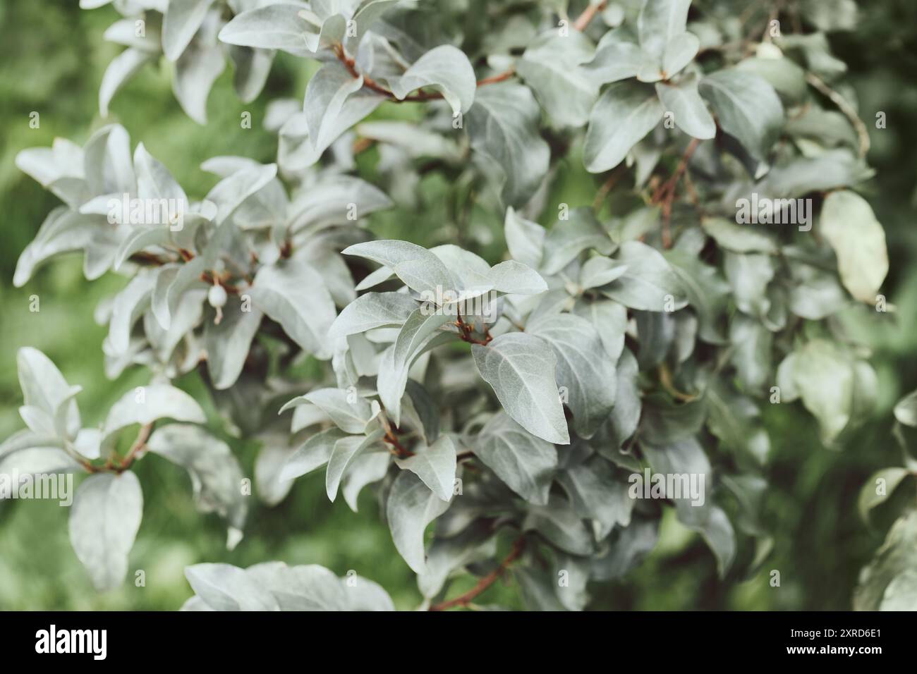 Close up of the silver leaves of elaeagnus commutata shrub. Silverberry ...