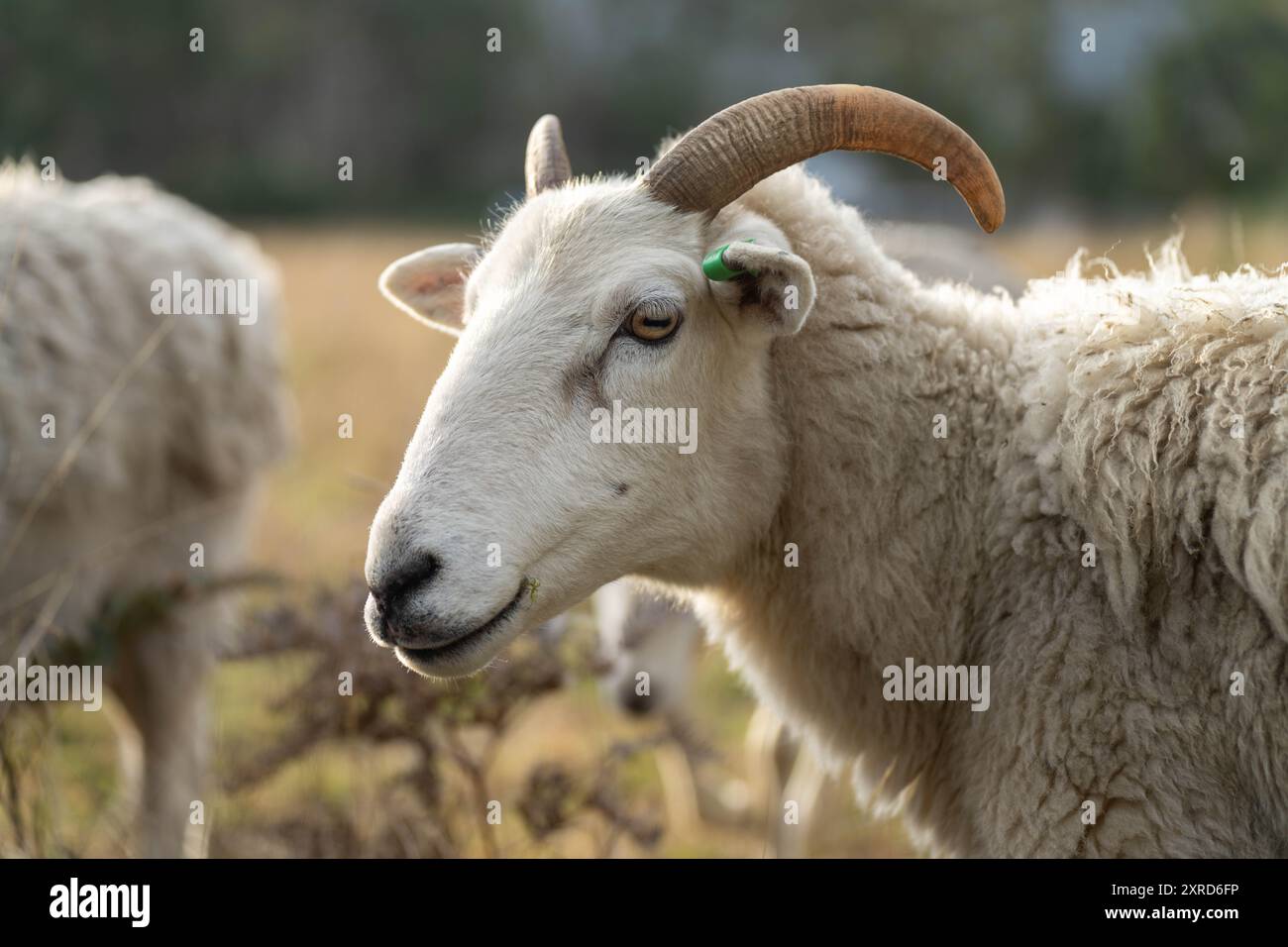 Lamb drinking milk from mother hi-res stock photography and images - Alamy
