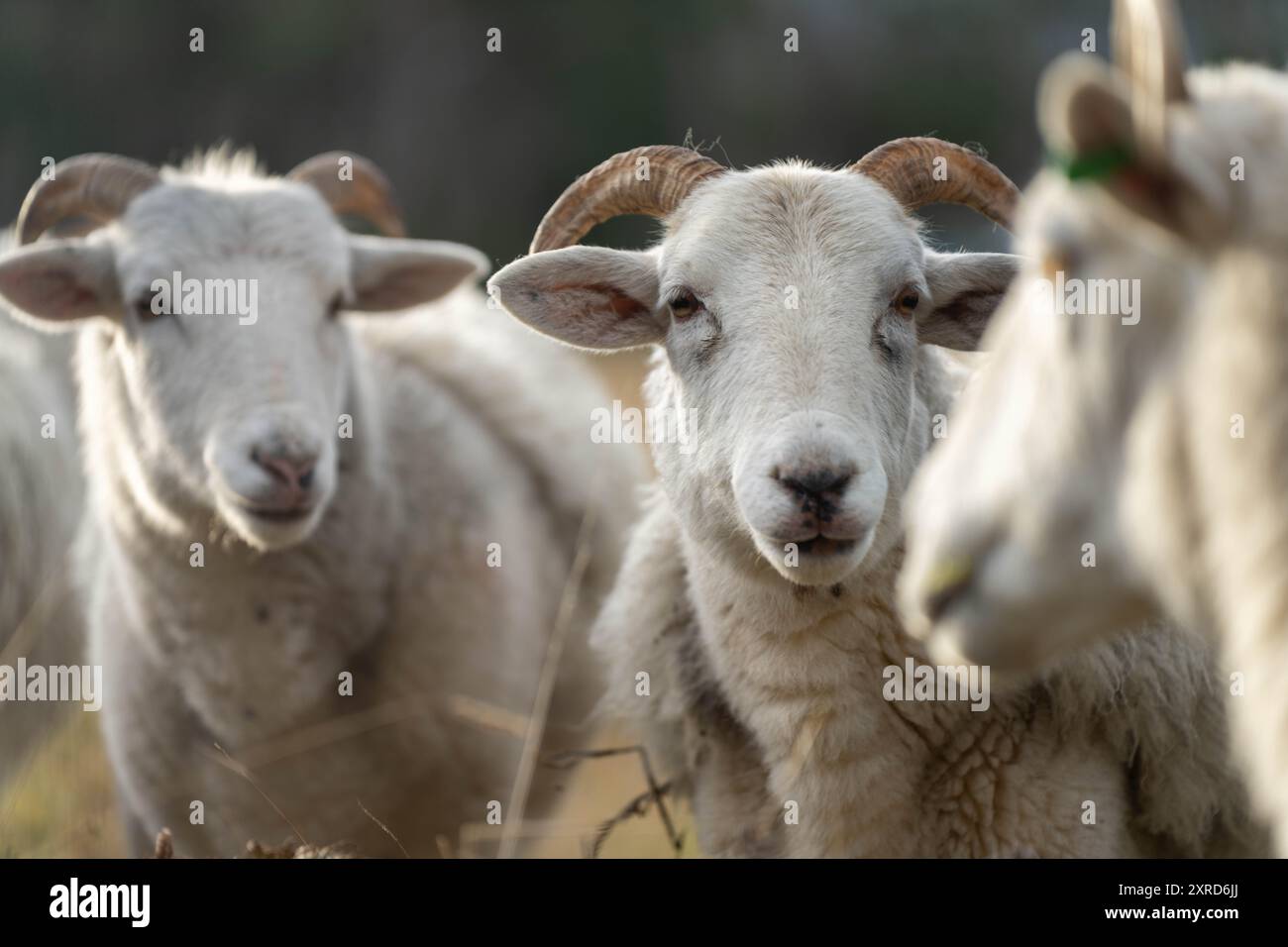Agricultural farm practicing regenerative farmer, with sheep grazing in ...