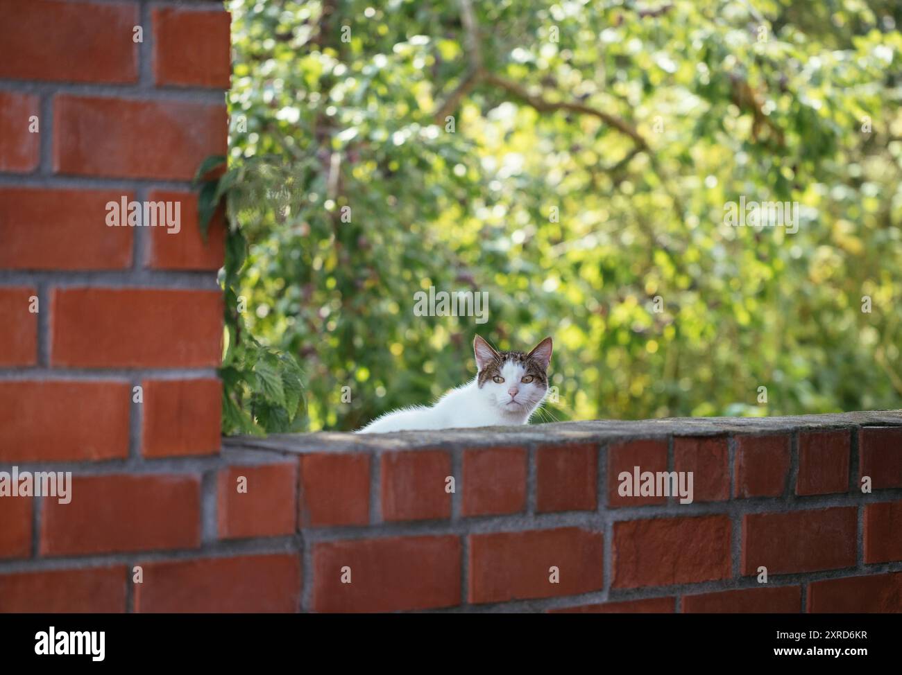 White cat walking in grass hi-res stock photography and images - Alamy
