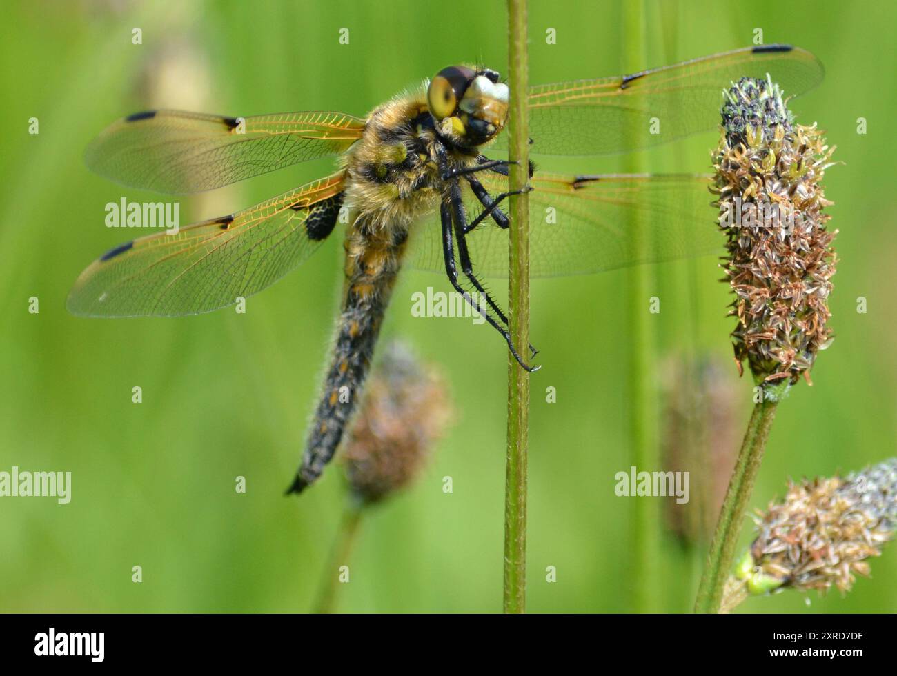Four Spotted Chaser Dragonfly (Libellula quadrimaculata) in grassland ...