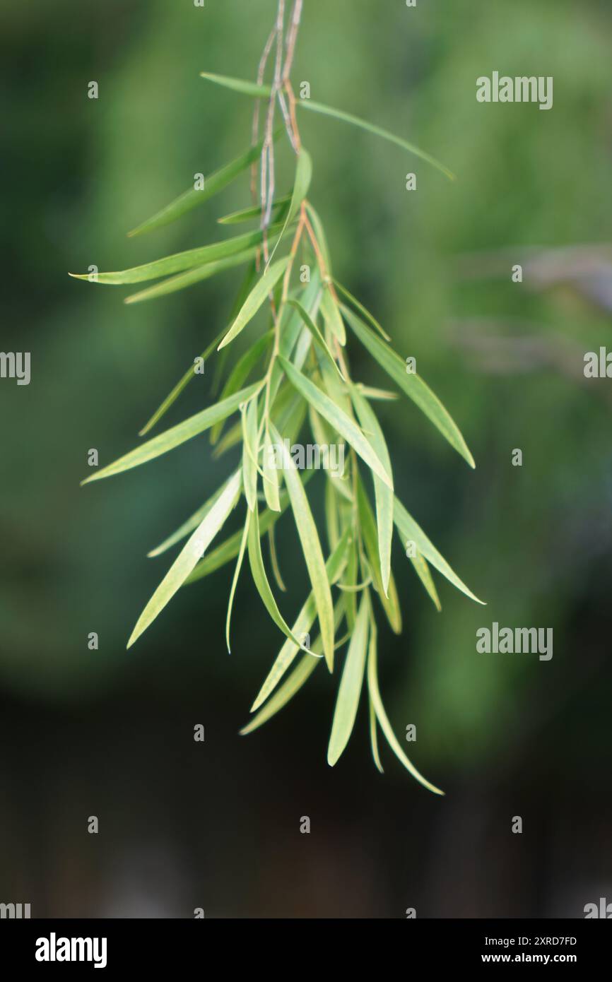 Green weeping willow hi-res stock photography and images - Alamy