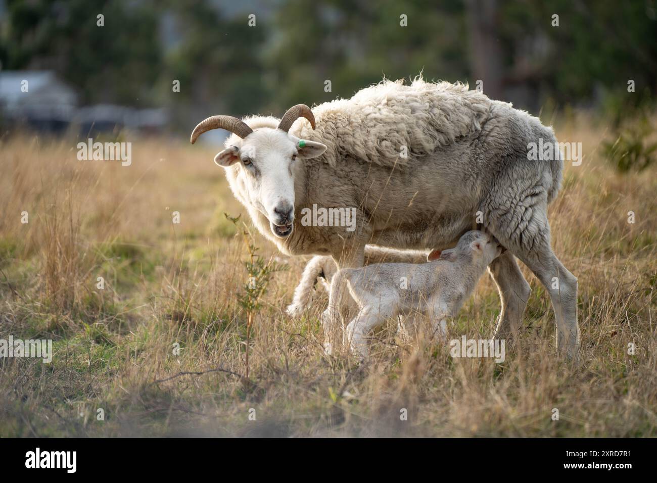 Agricultural farm practicing regenerative farmer, with sheep grazing in ...