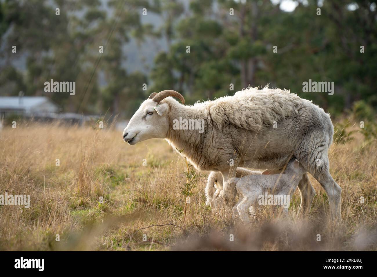 Agricultural farm practicing regenerative farmer, with sheep grazing in ...