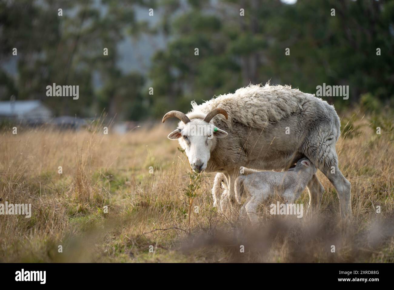Agricultural farm practicing regenerative farmer, with sheep grazing in ...