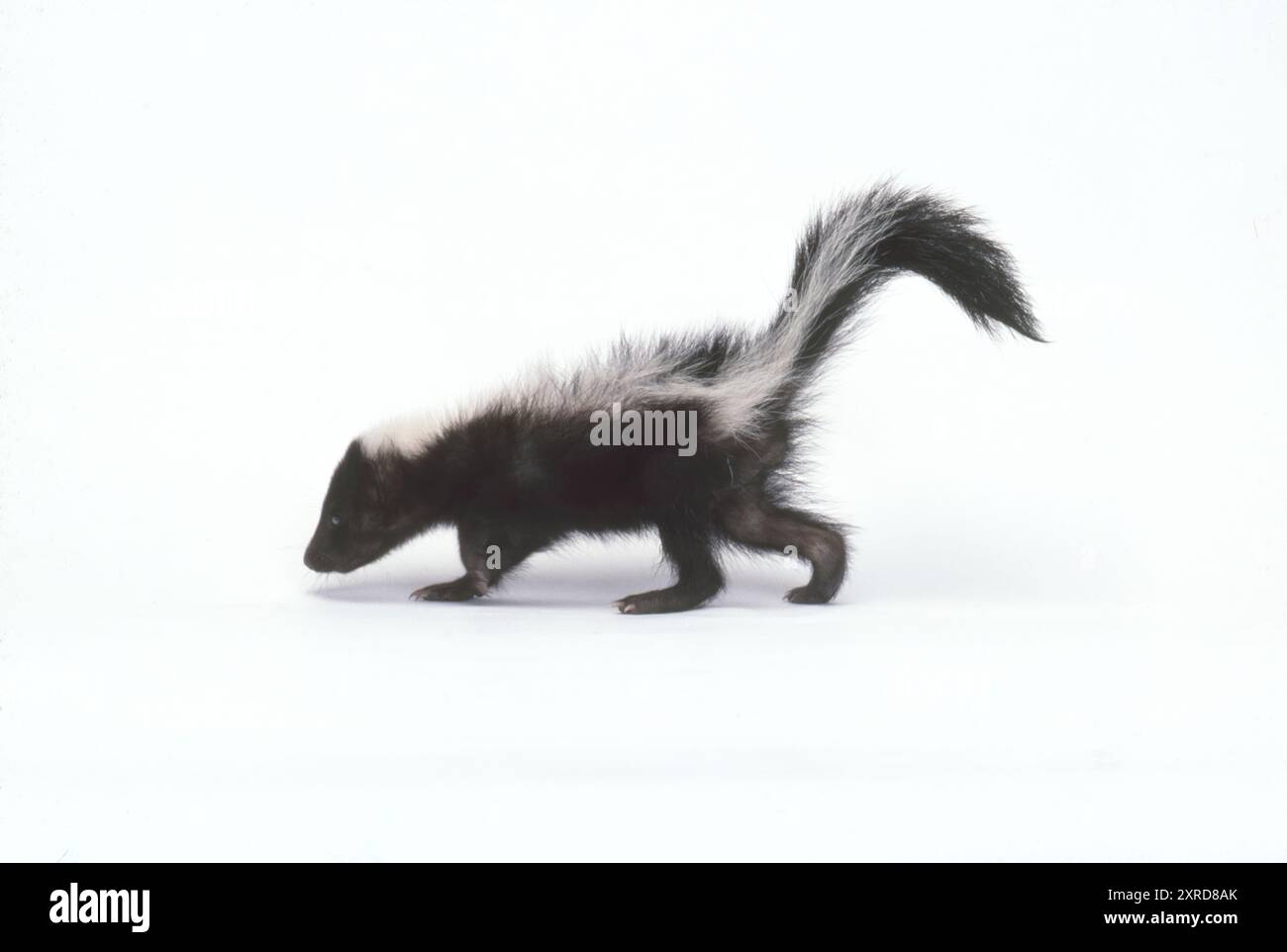 Striped skunk spray hi-res stock photography and images - Alamy