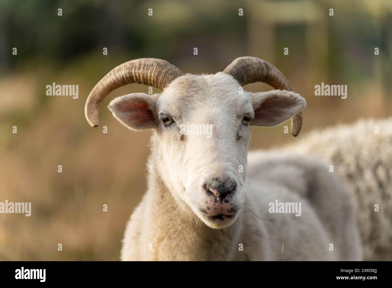 Agricultural farm practicing regenerative farmer, with sheep grazing in ...