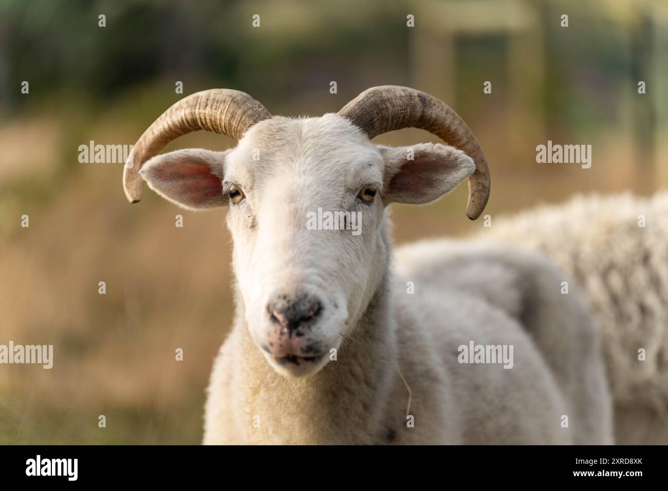 Agricultural farm practicing regenerative farmer, with sheep grazing in ...