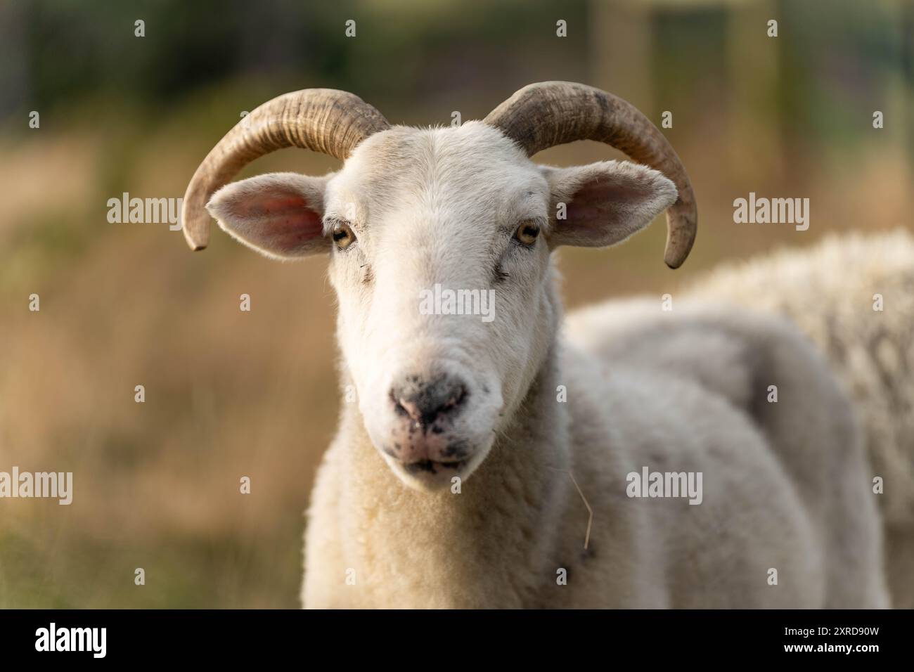 Merino sheep, grazing and eating grass in New zealand and Australia ...