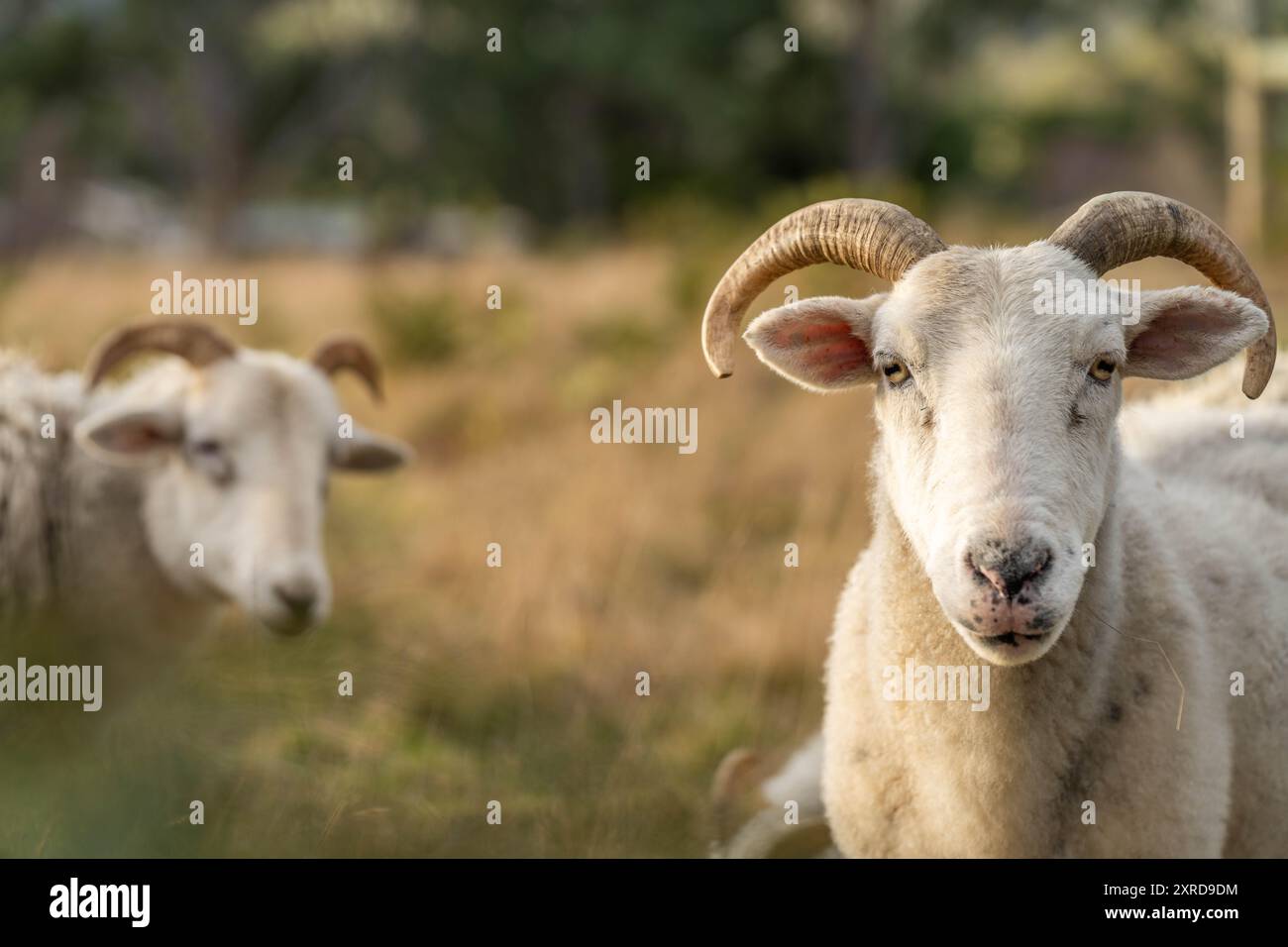 lamb drinking milk from a sheep in a field in golden light in spring ...