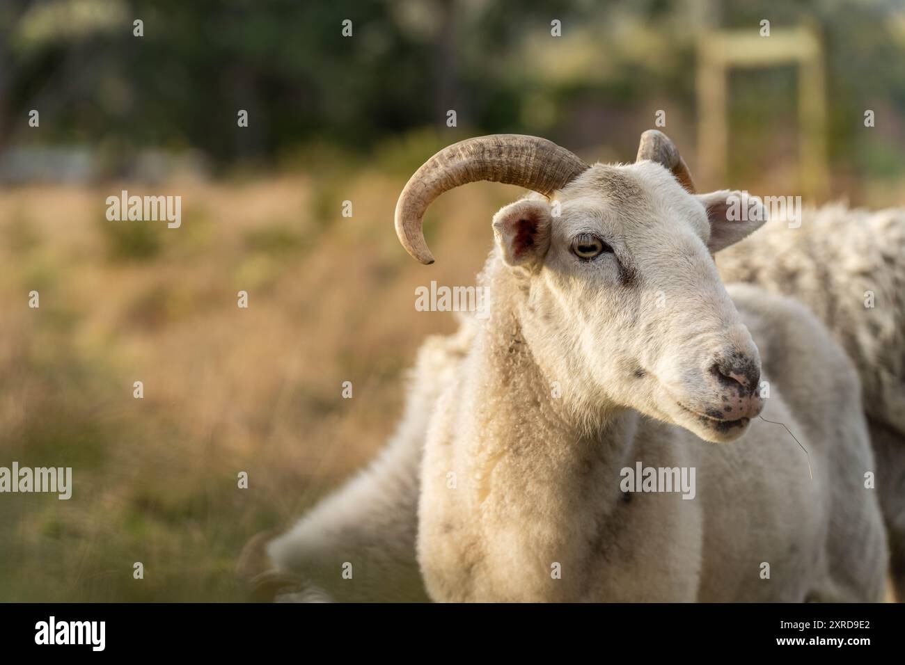Agricultural farm practicing regenerative farmer, with sheep grazing in ...