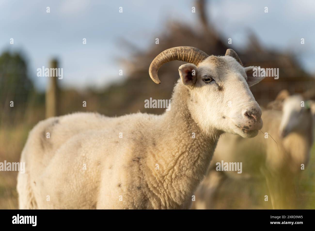Agricultural farm practicing regenerative farmer, with sheep grazing in ...