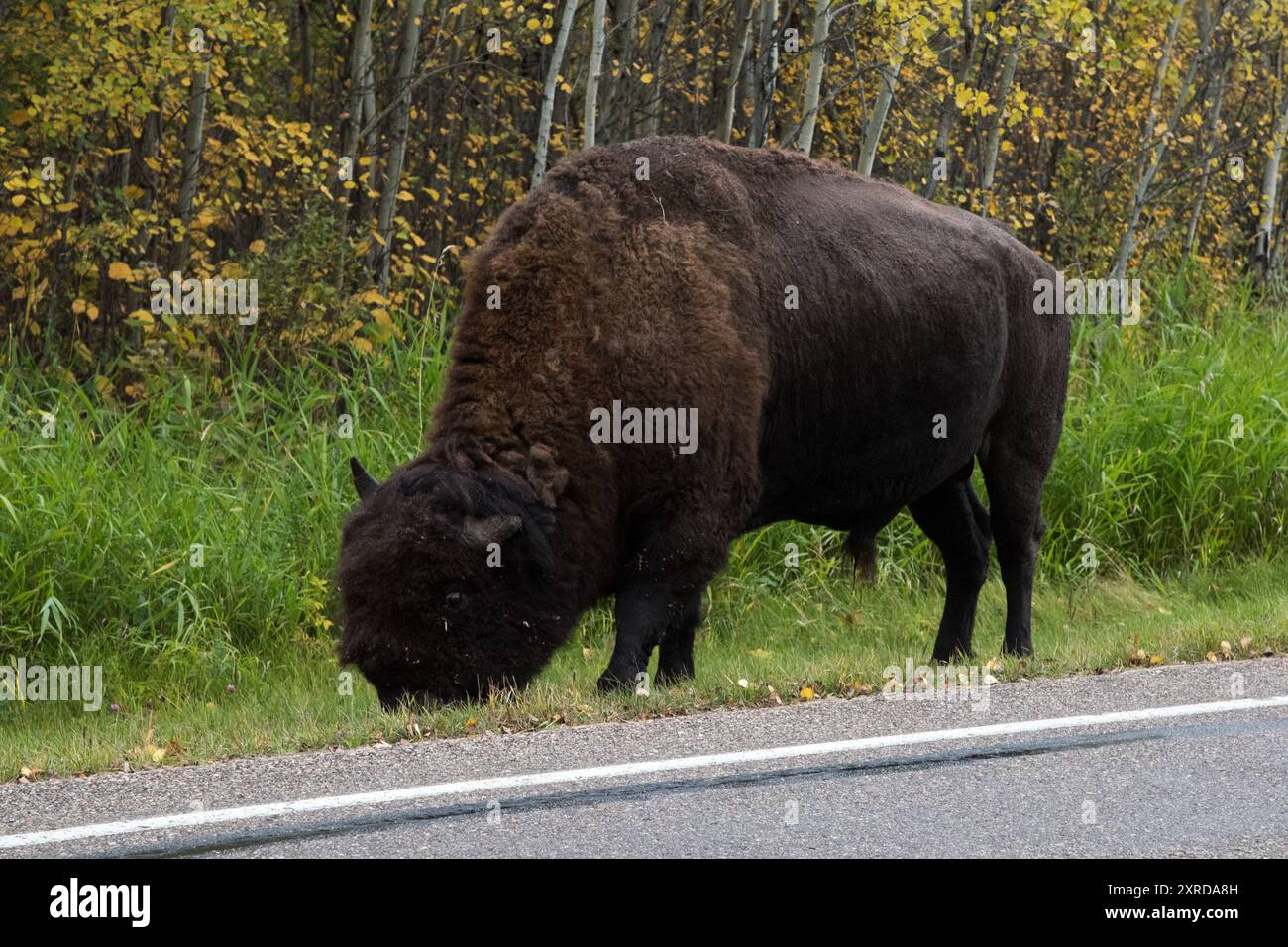 plains bison feeding just aside the main road in Elk Island national ...