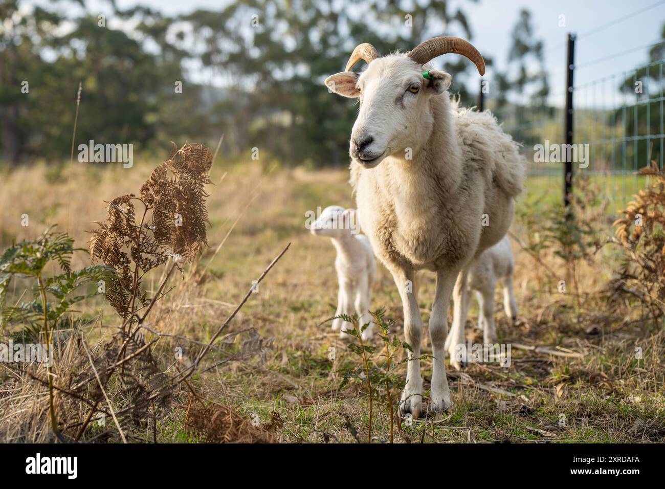 Agricultural farm practicing regenerative farmer, with sheep grazing in ...