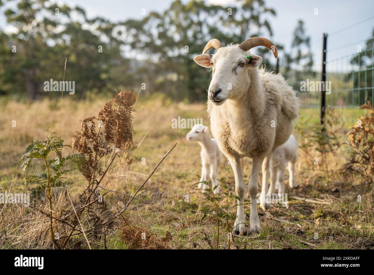 Agricultural farm practicing regenerative farmer, with sheep grazing in ...