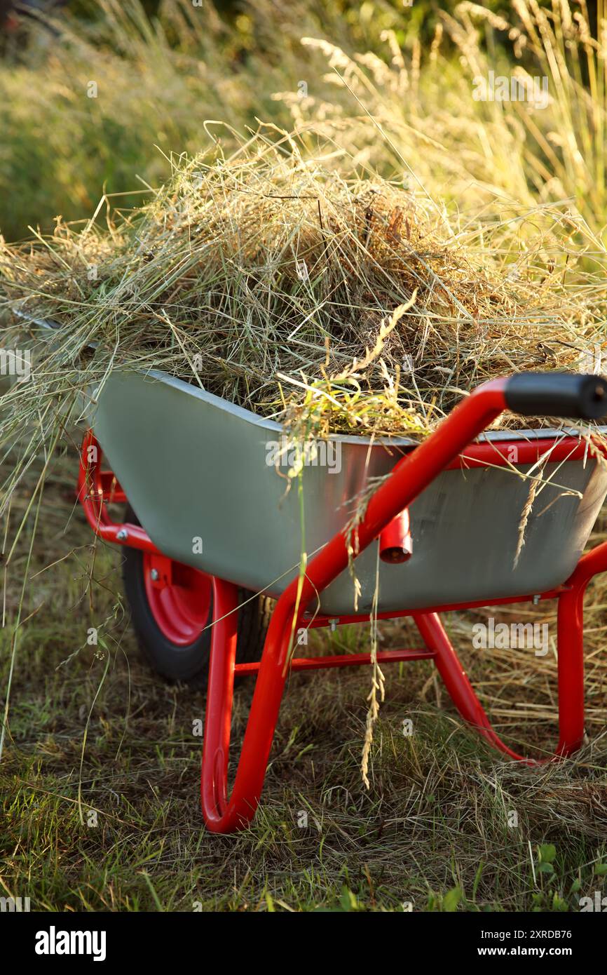 One wheelbarrow full of mown grass outdoors Stock Photo - Alamy