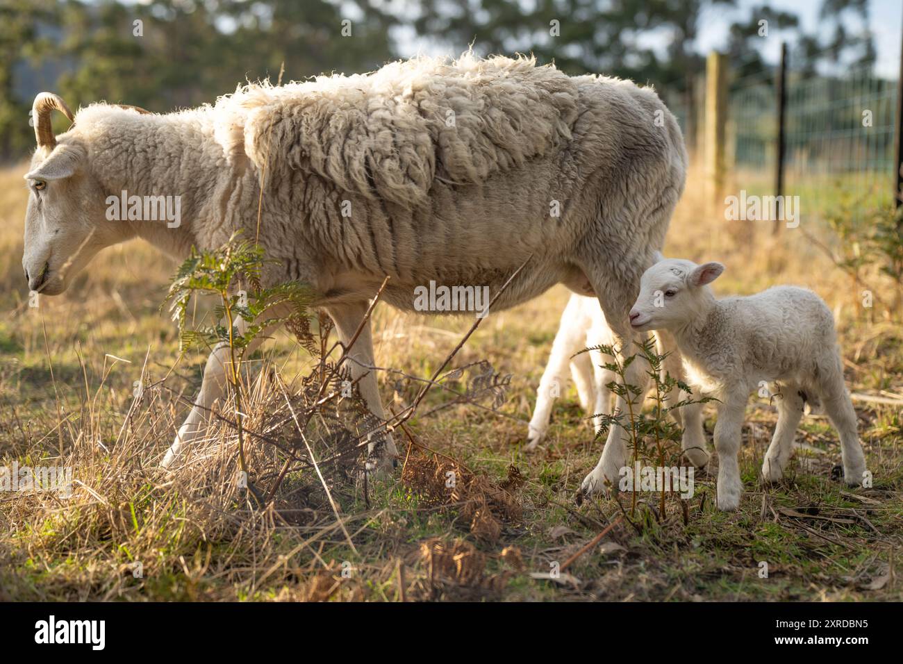 Agricultural farm practicing regenerative farmer, with sheep grazing in ...
