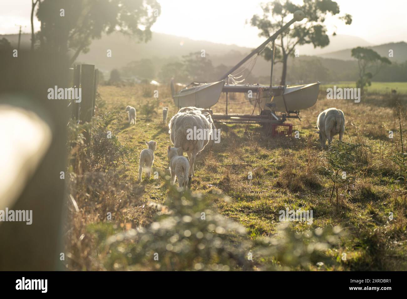 Agricultural farm practicing regenerative farmer, with sheep grazing in ...