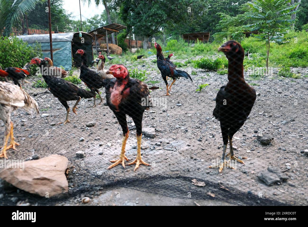farm animals, Chickens on traditional free range poultry farm Stock ...