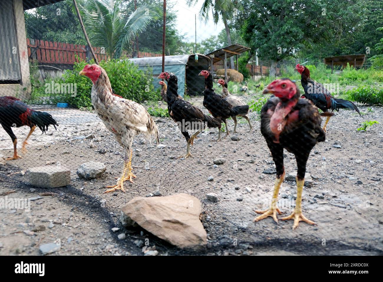 farm animals, Chickens on traditional free range poultry farm Stock ...