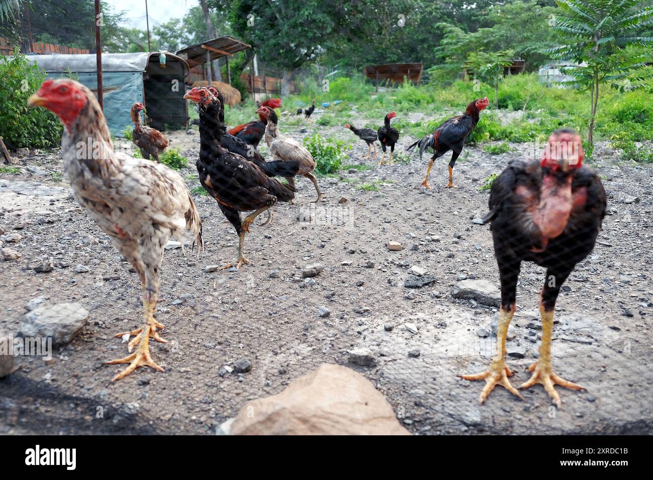farm animals, Chickens on traditional free range poultry farm Stock ...