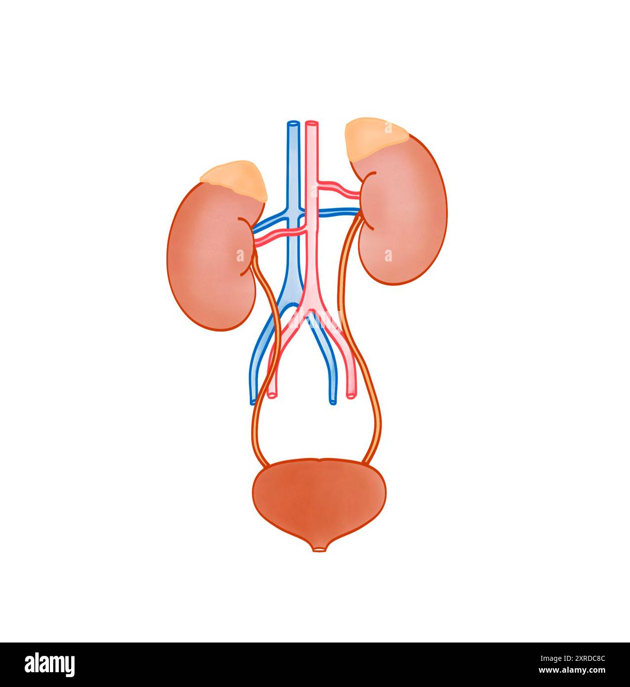 Human excretory system, illustration Stock Photo - Alamy