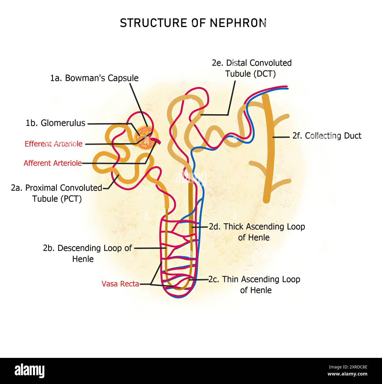 Illustration of a nephron of a kidney showing capillary network, or vasa recta Stock Photo - Alamy