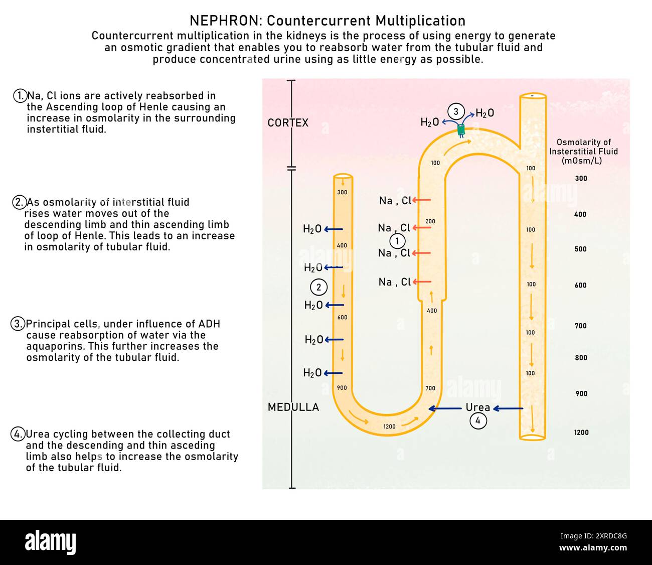 Illustration of the nephron countercurrent multiplier Stock Photo - Alamy