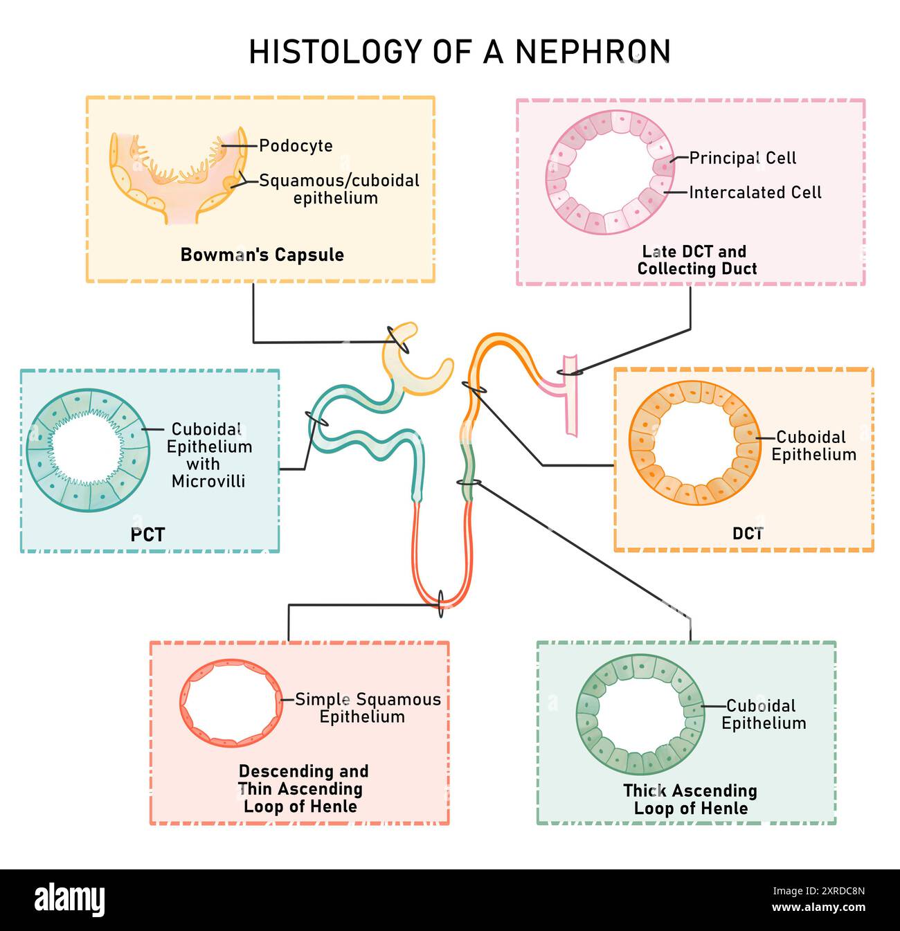 Histology of a nephron and its parts, illustration Stock Photo - Alamy