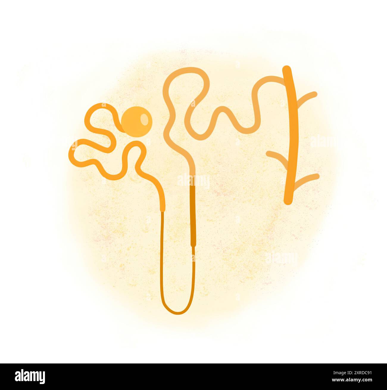 Structure of a nephron, illustration Stock Photo - Alamy