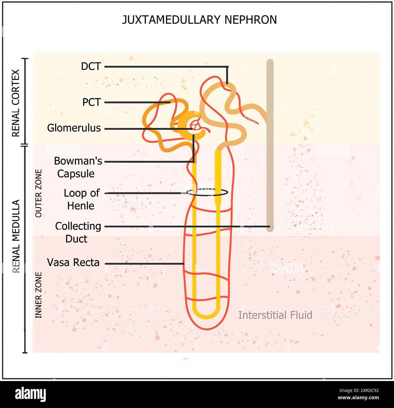 Illustration of a juxtamedullary nephron depicting its location and ...