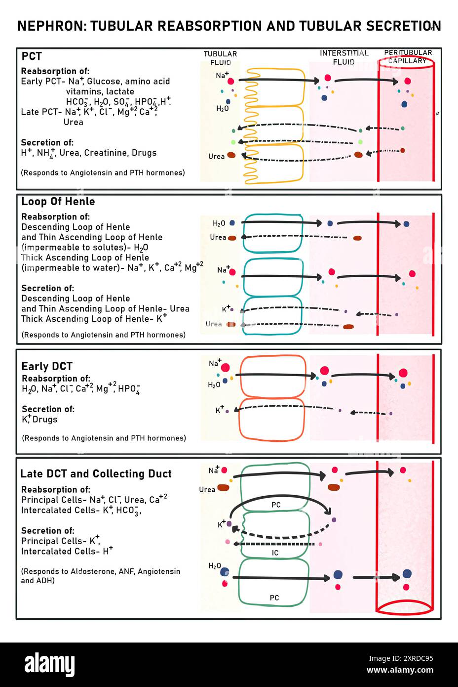 Tubular reabsorption and secretion in a nephron, illustration Stock ...