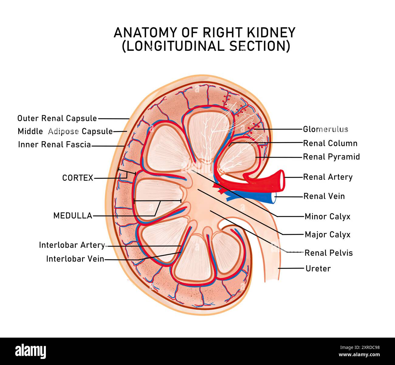 Illustration of a longitudinal section through the right kidney showing the major structures ...
