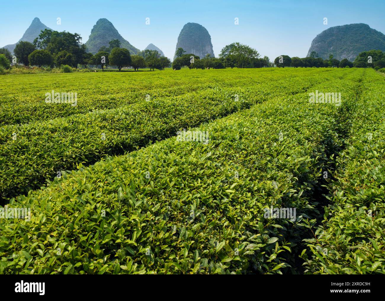 Tea field. Photographed in China Stock Photo - Alamy