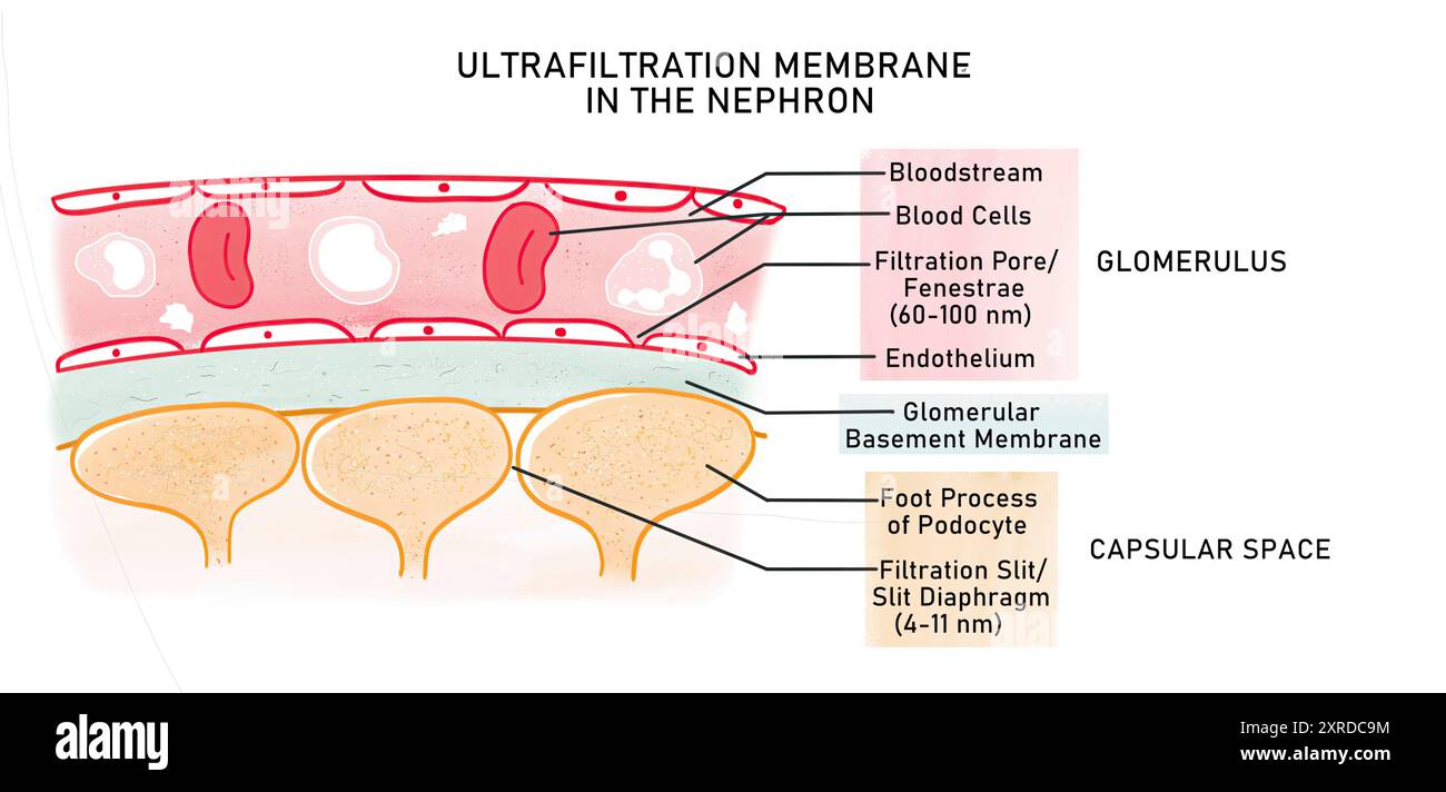 Ultrafiltration membrane in the kidney, illustration Stock Photo - Alamy