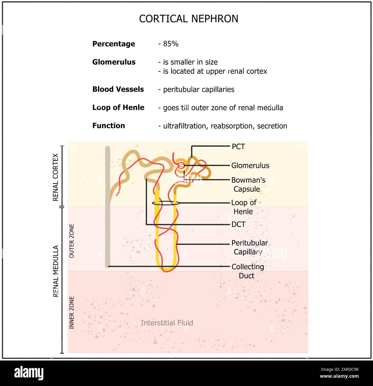 Illustration of a cortical nephron depicting its location and ...