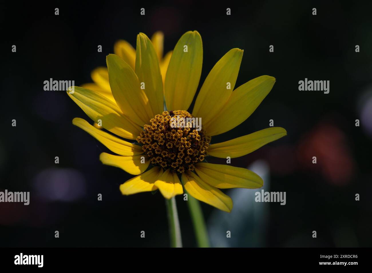 Stiff sunflower, also known as Helianthus pauciflorus Stock Photo - Alamy