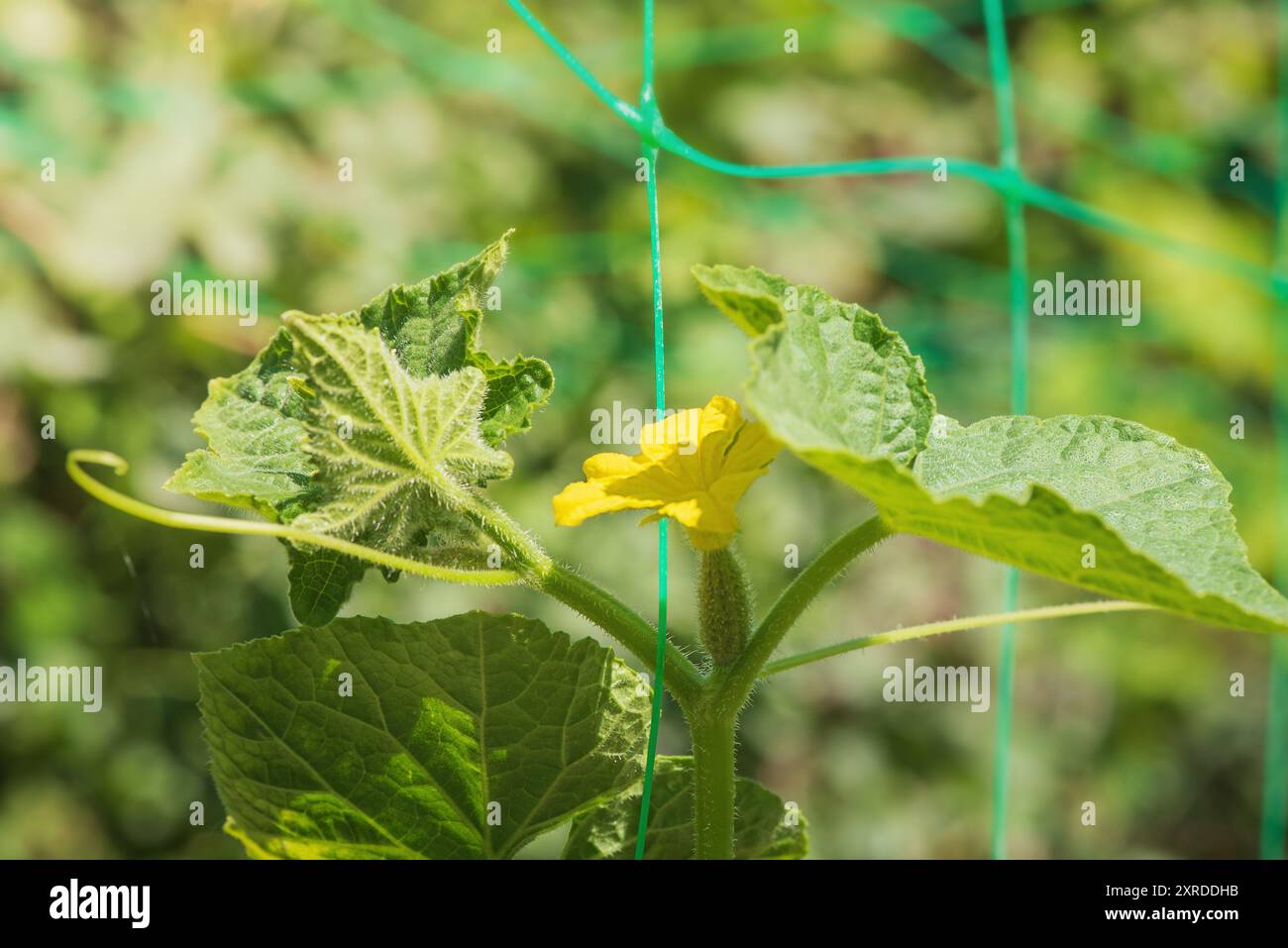 Small green plant cucumber hi-res stock photography and images - Alamy